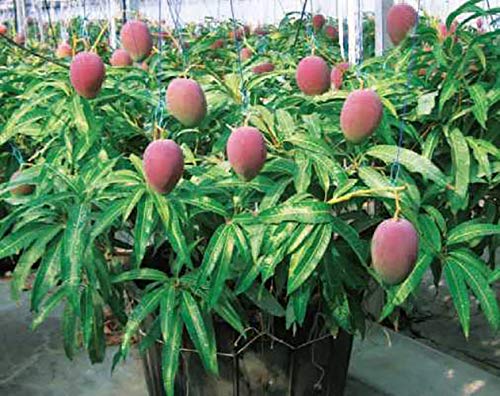 Live Sweet Sundari Mango Plant 1.5 Feet + Height : Amazon.in: Garden ...