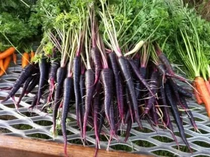 Swa-Deshi Carrot Black:Gajar-73 per packet : Amazon.in: Garden & Outdoors
