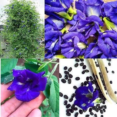 Shankupushpi (Blue Single Petal) Aparajitha/Sangu Poo/Clitoria Ternatae ...