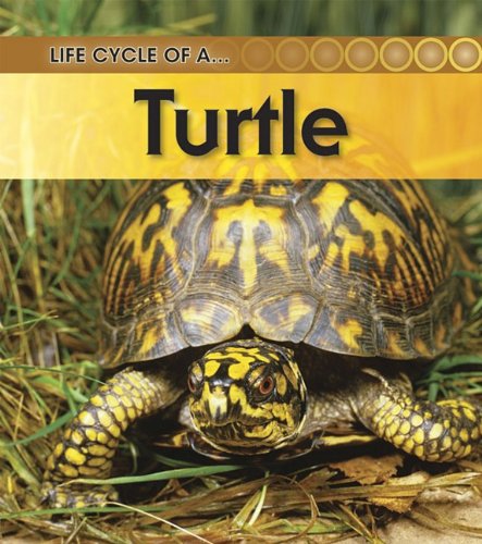 Amazon.com: Turtle (Life Cycle of a): 9781432925499: Fridell, Ron ...