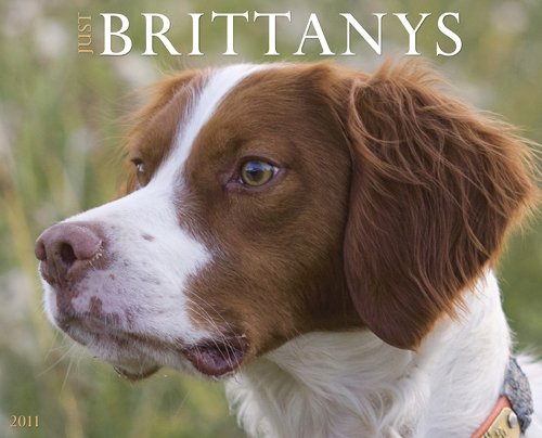 Brittanys 2011 Wall Calendar: Willow Creek Press: 9781607550945: Amazon ...