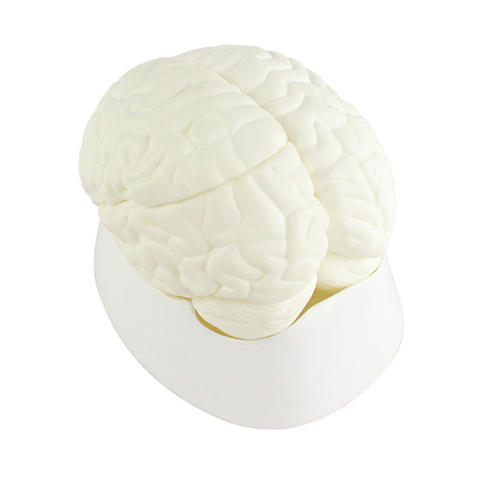 Buy UPIKIT Anatomical Model of the Human Brain - Anatomy of the Human ...