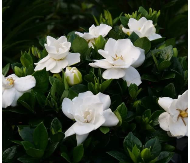 Gandhraj Gandroya Gulchand Gandharaj live plant Hybrid plant White ...