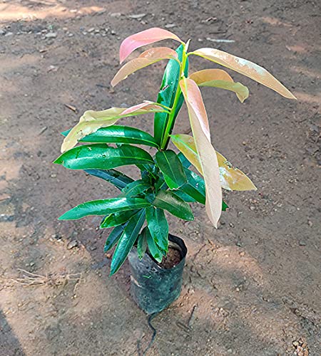 High Yield Hybrid Dwarf Gaab Diospyros Malabarica Fruit Tree Live Plant ...