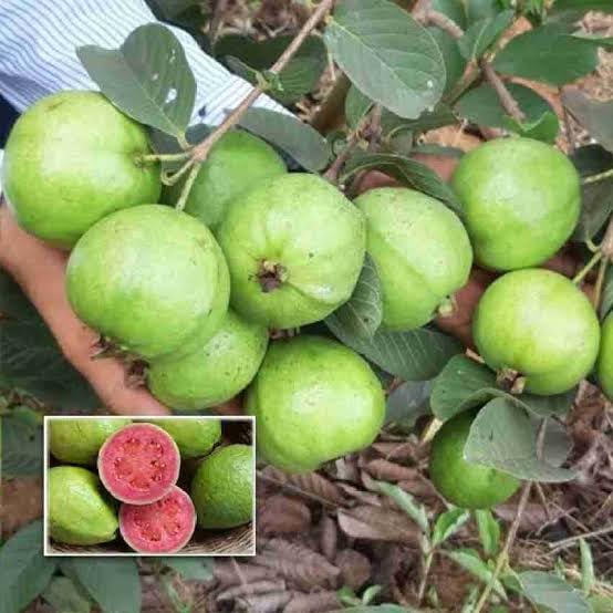 Rahaman Taiwan pink Guava Thai Pink guava (clone verities) Live Fruit ...