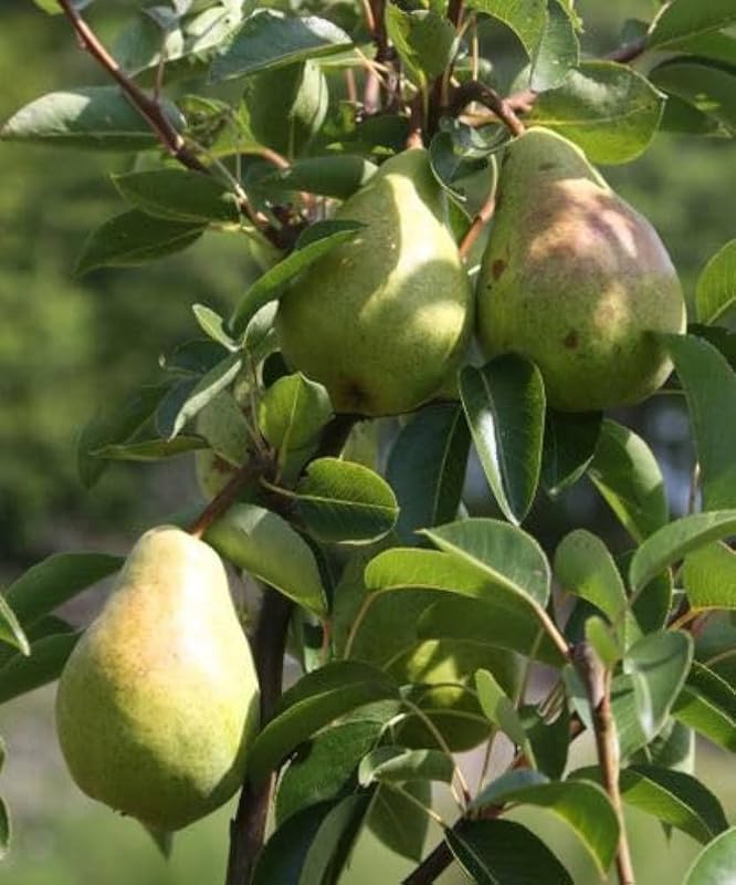 Natural Grafted Babugosha Pear Fruit Indian Pear Plants Pack of 1 ...