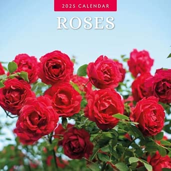 Roses 2025 Square Wall Calendar : Red Robin: Amazon.co.uk: Books