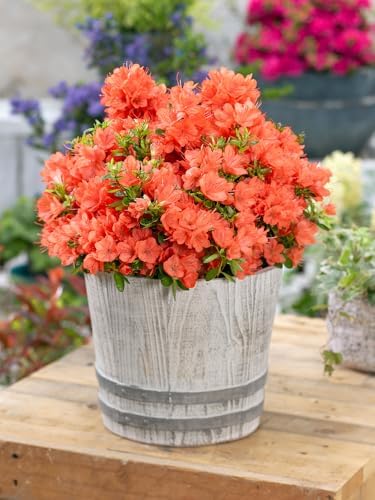 1 X Orange Azalea Japanese Evergreen Shrub Hardy Garden Plant in Pot ...