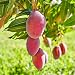 Albero di mango 5 alberi da frutto rossi Semi di bonsai Frutta Piante ...