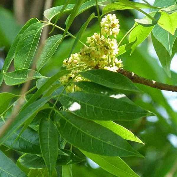 Mphmi NCR Live Plants Mahogany Plant, Swietenia macrophylla - Plant ...