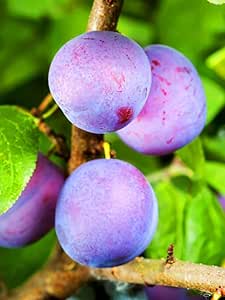 Amazon.com : 10"-18" Plumcot Spring Satin Apricot Tree Plant Live for ...