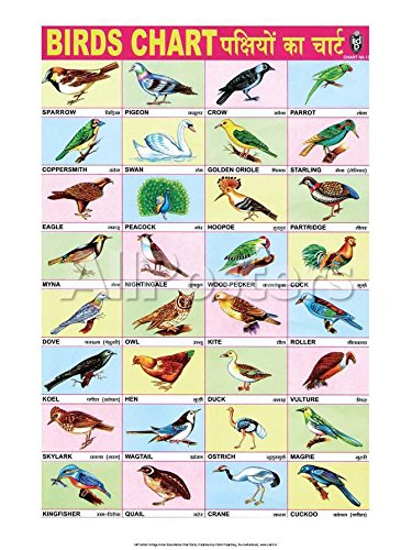 Buy Birds (Chart 43x60) Book Online at Low Prices in India | Birds ...