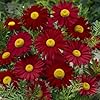 Amazon.com : 1000+Pyrethrum Seeds for Planting -Pyrethrum Flower Seeds ...