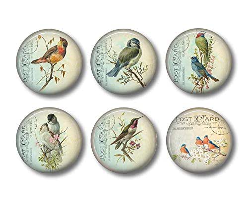 Amazon.com: Bird Magnets - Set of Six 1.5 Inch Magnets - Pretty Bird ...