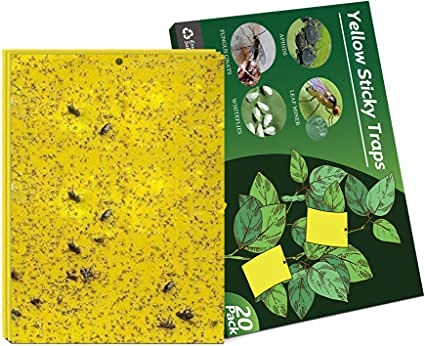 Mxli 20 Pack Yellow Sticky Traps For Flying Plant Insect | Desertcart ...