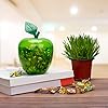 Amazon.com: HANZE Large Green Apple Container, Apple Shaped Candy Toy ...