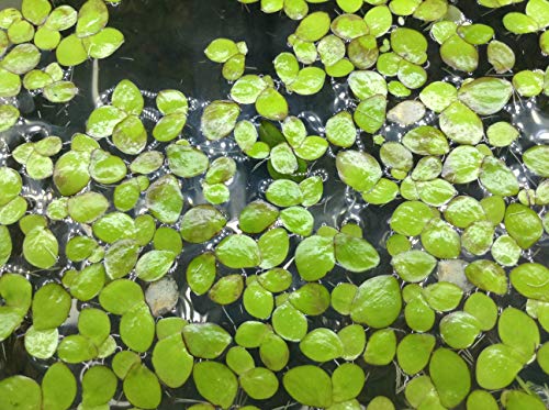 20+ Giant Duckweed, Spirodela polyrhiza, LiveFloating Plants for Pond ...