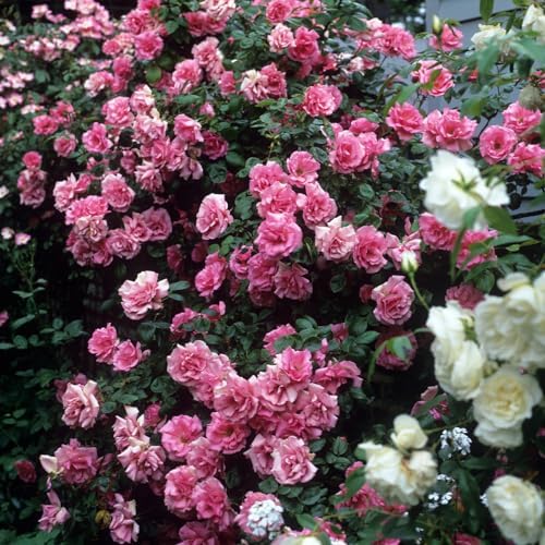 Potted 2 Litre Climbing Rose Pink PERPRTUE Perennial Plant : Amazon.co ...