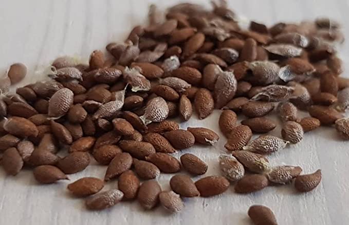 SelfLine | Kiwi Fruit plant Seeds grafted kiwi fruit seeds for home ...