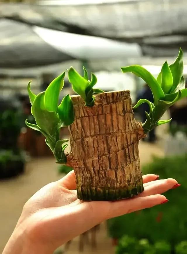 Brazilian bambusa bamboo plant (Pack of 1) : Amazon.in: Garden & Outdoors