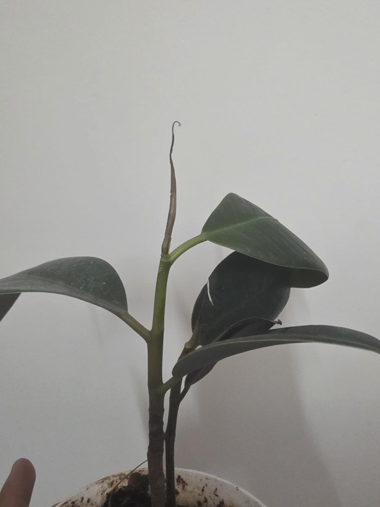 Gim Jack Galaxy Live Rubber Decora (Ficus elastica 'Decora') Plant ...