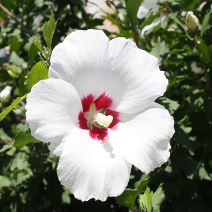 Amazon.com : 2 White Rose of Sharon Plants Live, Hibiscus Syriacus ...