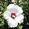 Amazon.com : Set 2 White Rose of Sharon Plants Live, Hibiscus Syriacus ...