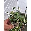 Amazon.com : (1) - Fragrant Princess Dwarf Tea Olive (osmanthus 'Kaori ...