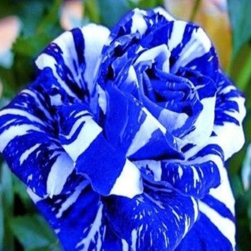 Azalea Gardens 10 pcs Rare-Blue-Dragon-Rose-Flower-Seeds-Garden-Plant ...