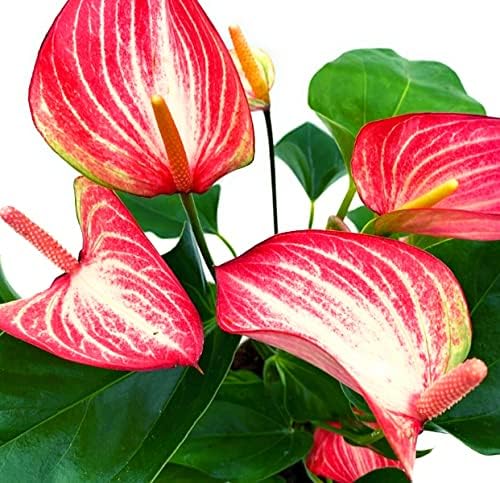 The Four Seasons Anthurium Red | Andraeanum Flamingo Flower | Miniature ...