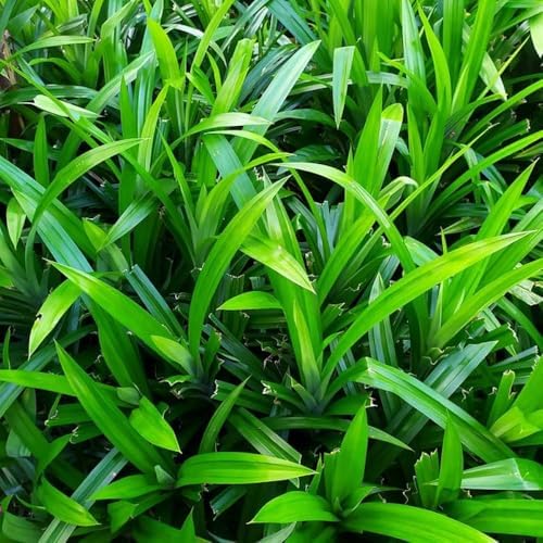 Live Pandanus Amaryllifolius Tree, Fresh Biryani Leaf, Fresh Rambai ...
