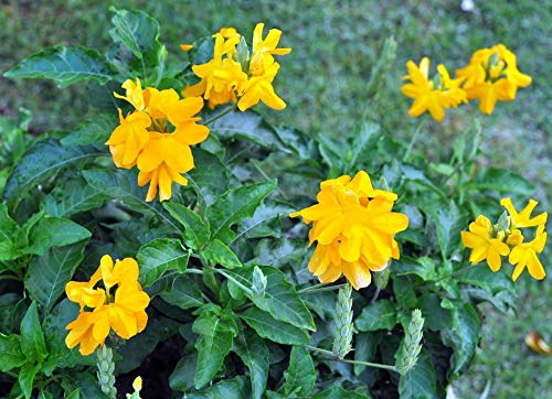 Royal Paradise Garden Rare Yellow Crossandra (Crossandra ...