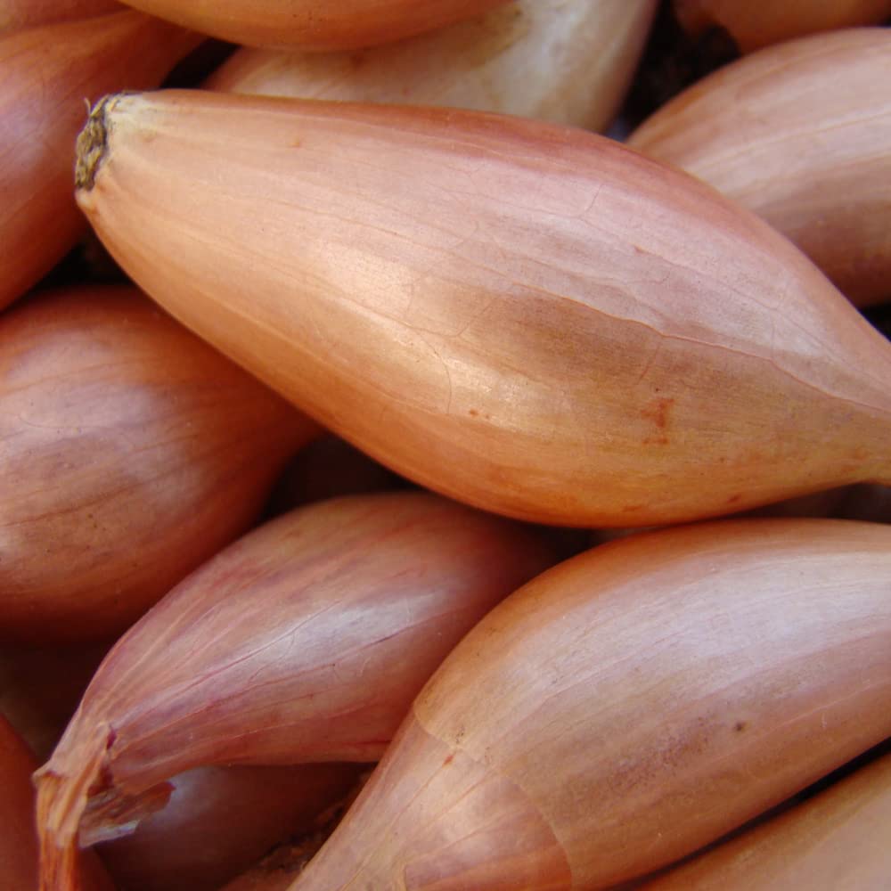 Amazon.com : Monique French Shallot Bulbs for Planting - 12 Oz Live ...