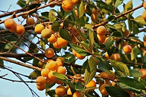 Amazon.com : Nancy Tree Seeds (Byrsonima crassifolia) Golden Spoon ...