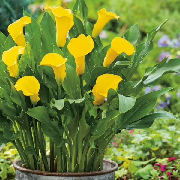 Zantedeschia Calla Lily Flower Bulbs Importef Rare Variety for All ...