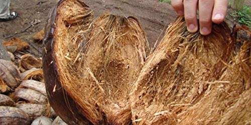 Awe Naturals Natural Coconut Husk Coir Fiber 100% Pure (1 kg) : Amazon ...