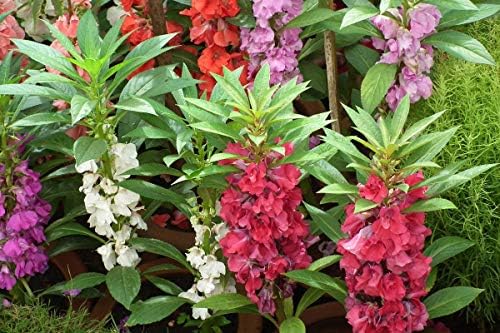 Amazon.com : Seeds Balsam Mix (Impatiens Balsamina) Flower Beautiful ...