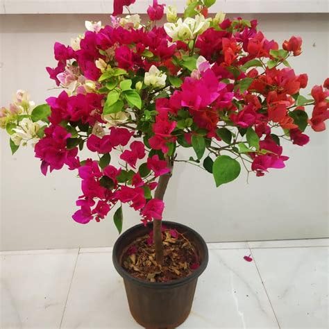 Mphmi Live Plant Nursery NCR Plant Bougainvillea (Yellow) - Plant ...