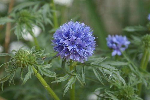 Amazon.com : 1500 GLOBE GILIA (Bluehead Gilia) Gilia Capitata Flower ...