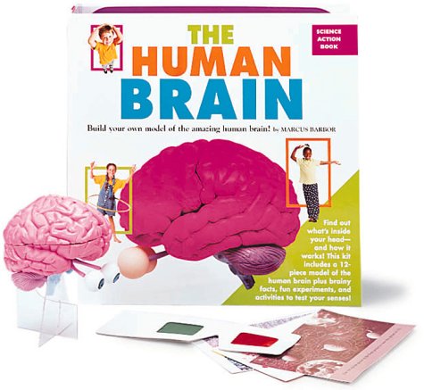 The Human Brain: Action Book: Barbor, Marcus: 9780762404919: Amazon.com ...
