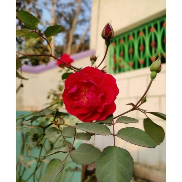 NEW DEBNATH NURSERY, Red Rose Plant | Desi Rose | Musk Rose Live Plant ...