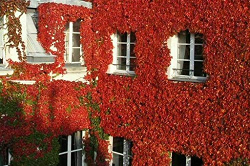 Vite canadese”Parthenocissus ampelopsis quinquefolia” 1 pianta in vaso ...