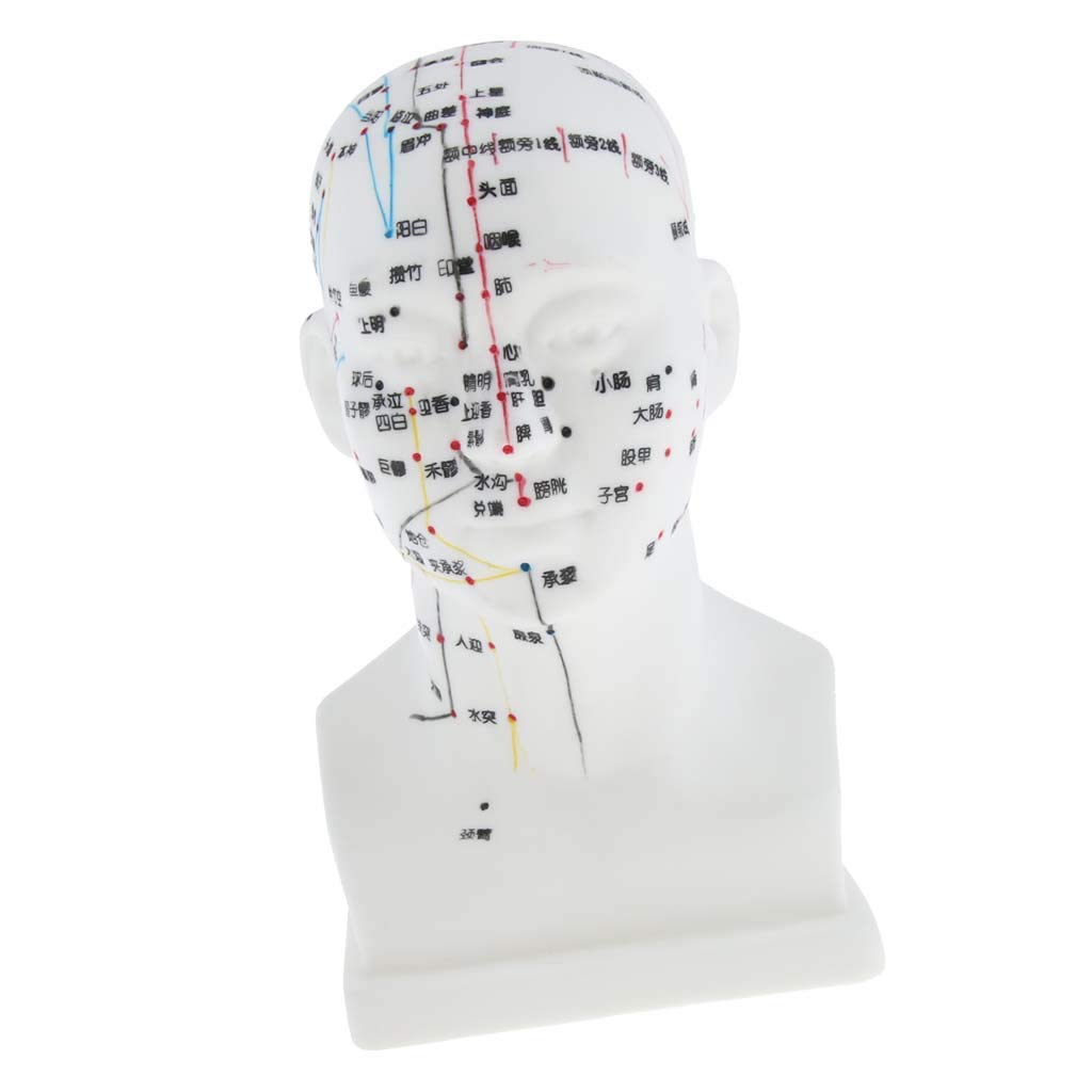 Buy Human Anatomical Model Life Size Human Head Acupuncture Points ...