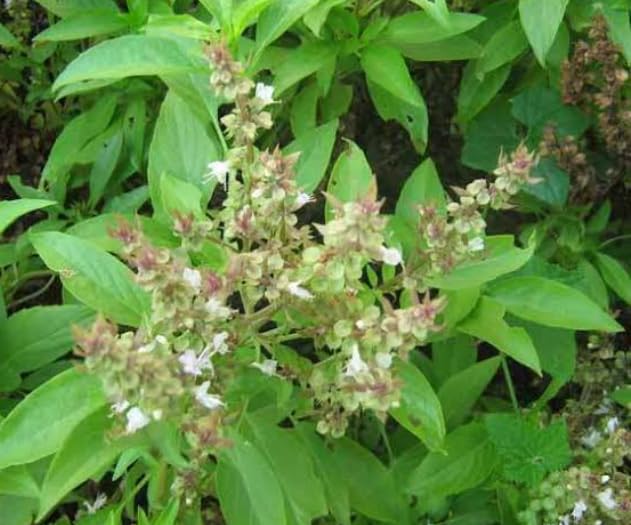 Sabja Plant Sweet Basil