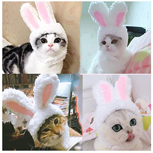 Make Your Cat Photo Ready With Funny Cat Costumes!