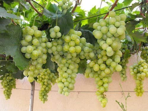 Mphmi Plant Fruit Grape Angoor Grafted Seedless Plant : Amazon.in ...