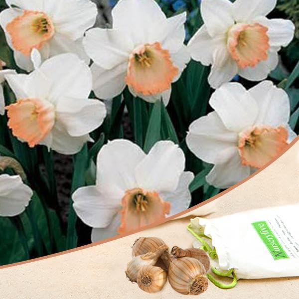 Mphmi Seedless Plant Flower Bulbs Plants Daffodil Spring Pride, Salome ...