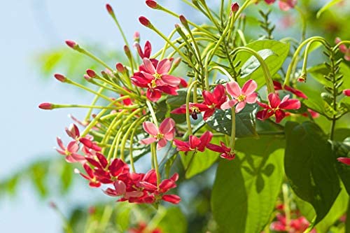 ShopCaart Madhabilata Flower/Madhumalati Flower/Rangoon Creeper Flower ...