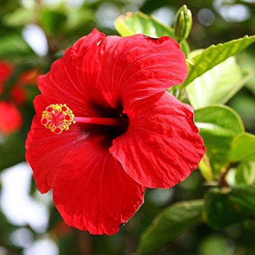 Krishna Nursery - Hibiscus/Gudhal Live Plant, गुडहल, Gulhad Hibiscus ...