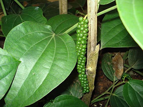 PLANTS KINGDOM Live Black Pepper Kala Mirch Marich Gol Morich Plant ...